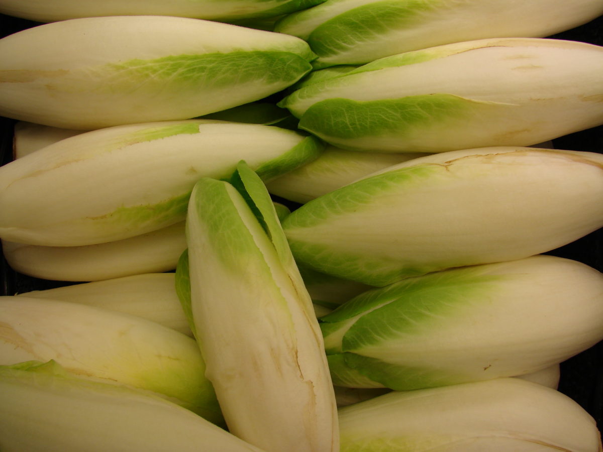 Légume de saison : l'endive - Not parisienne