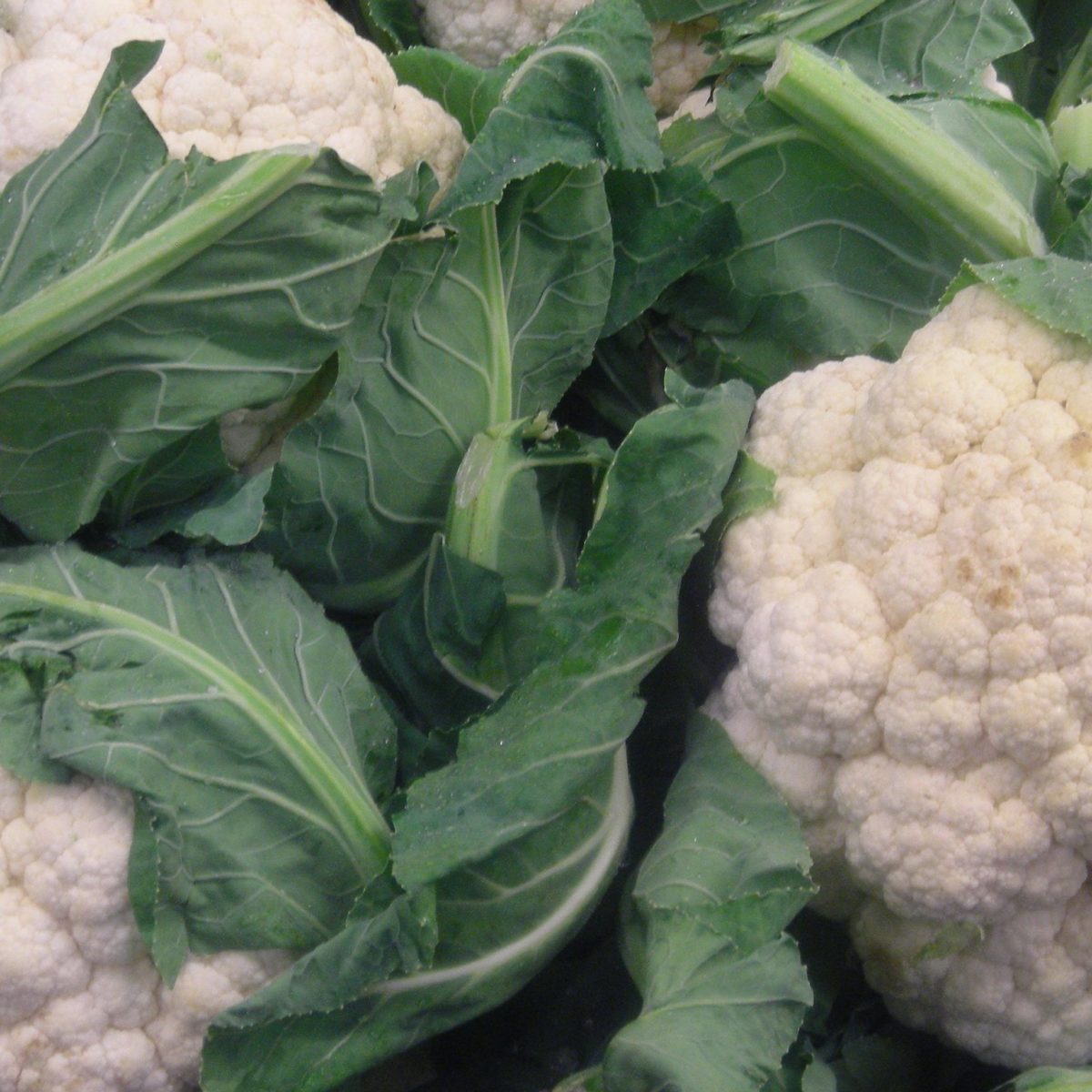 Légume de saison : le chou chinois - Not parisienne