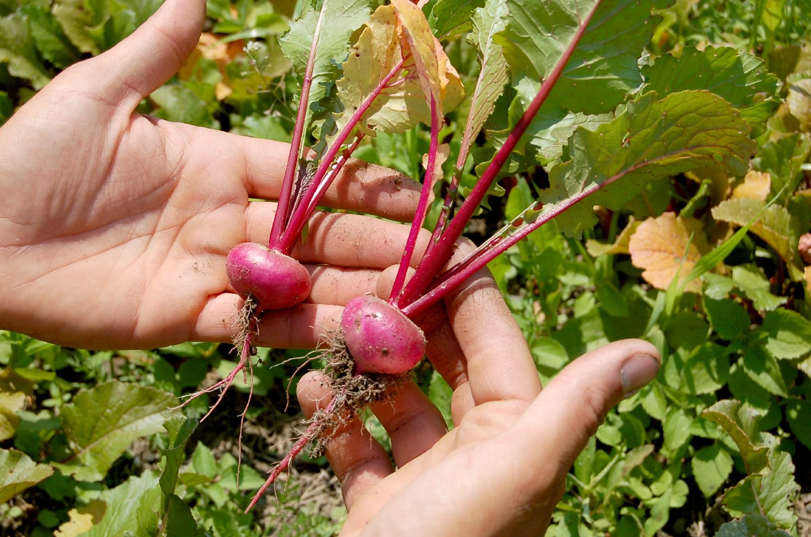 Légume de saison : le navet - Not parisienne