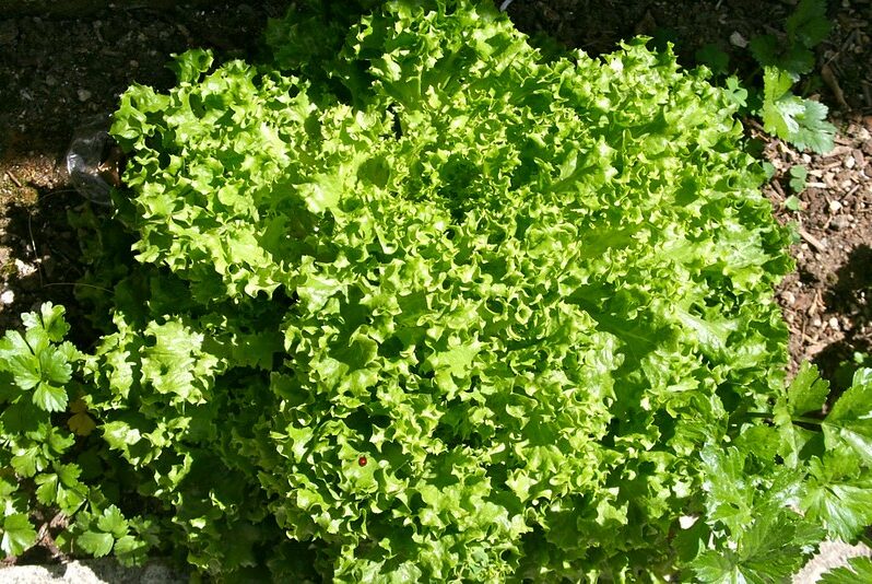 Légume de saison : la salade frisée - Not parisienne