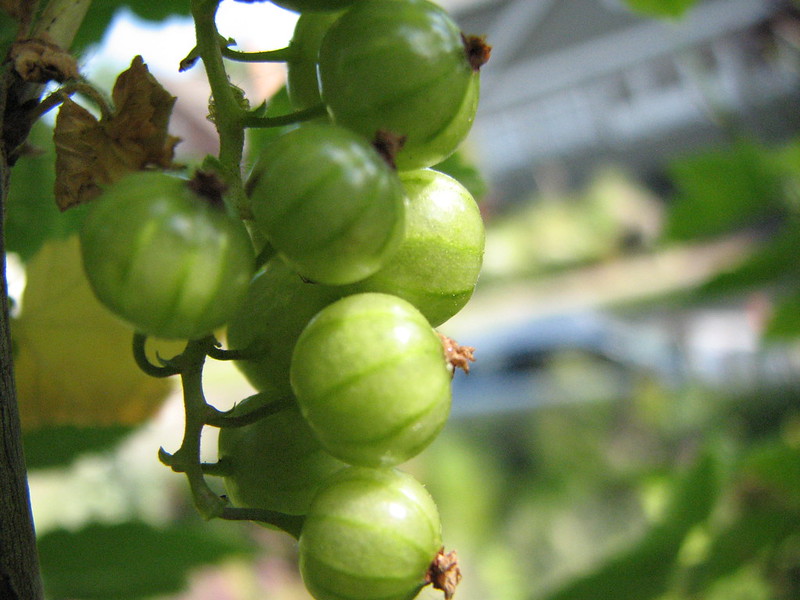 Fruit de saison : la groseille - Not parisienne
