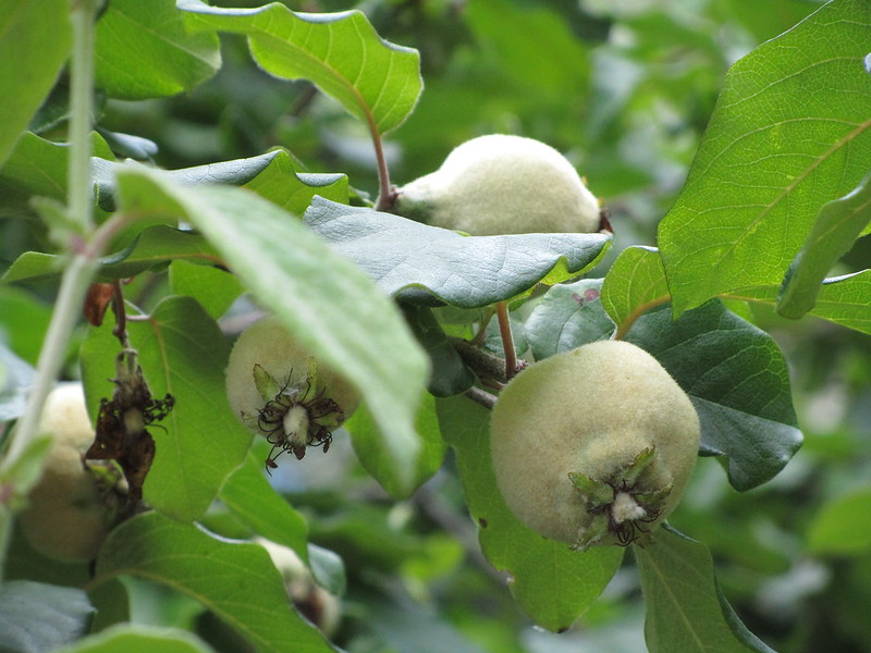 Fruit de saison : le coing - Not parisienne