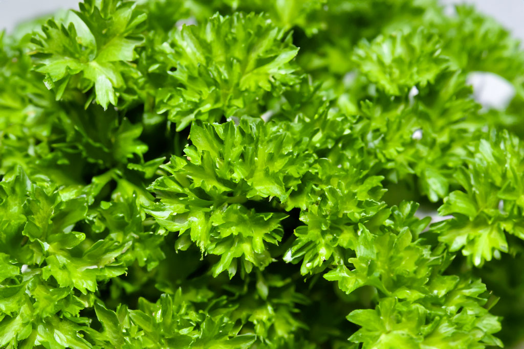 Les herbes aromatiques indispensables pour sublimer vos plats - Not ...